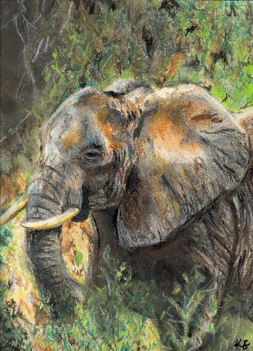Wildlife Art Work | Kate on Conservation