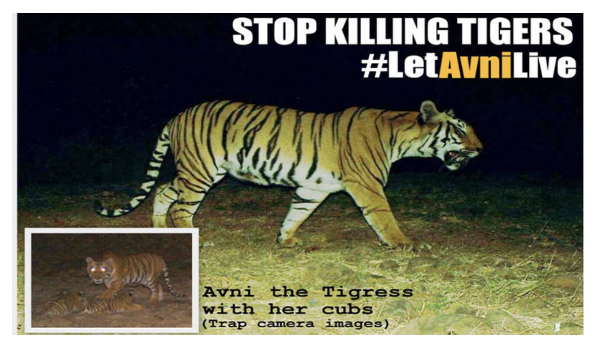 Avni the tigress and her cubs: uncovering the truth | Kate on Conservation