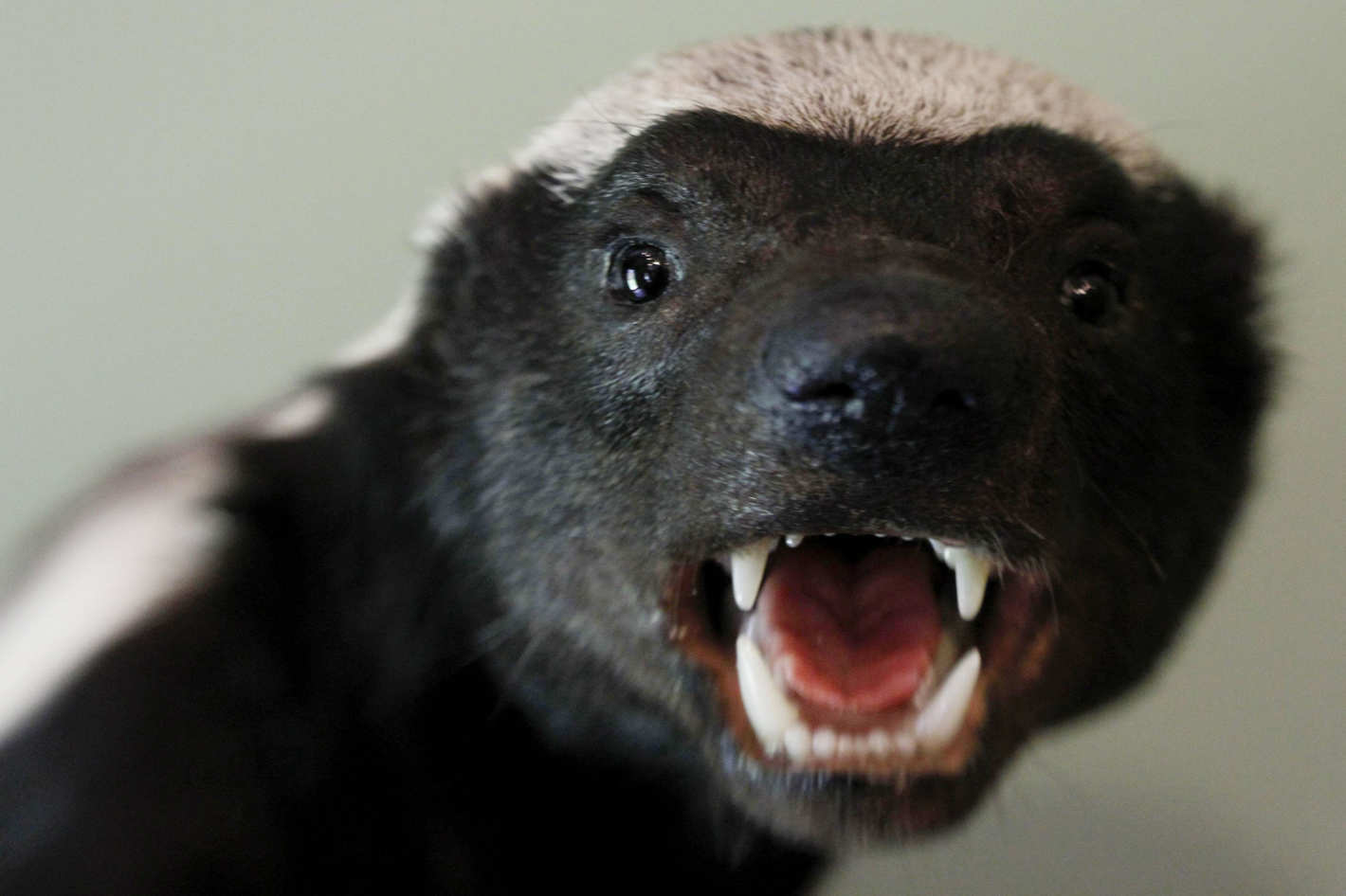 Angry Badger Face