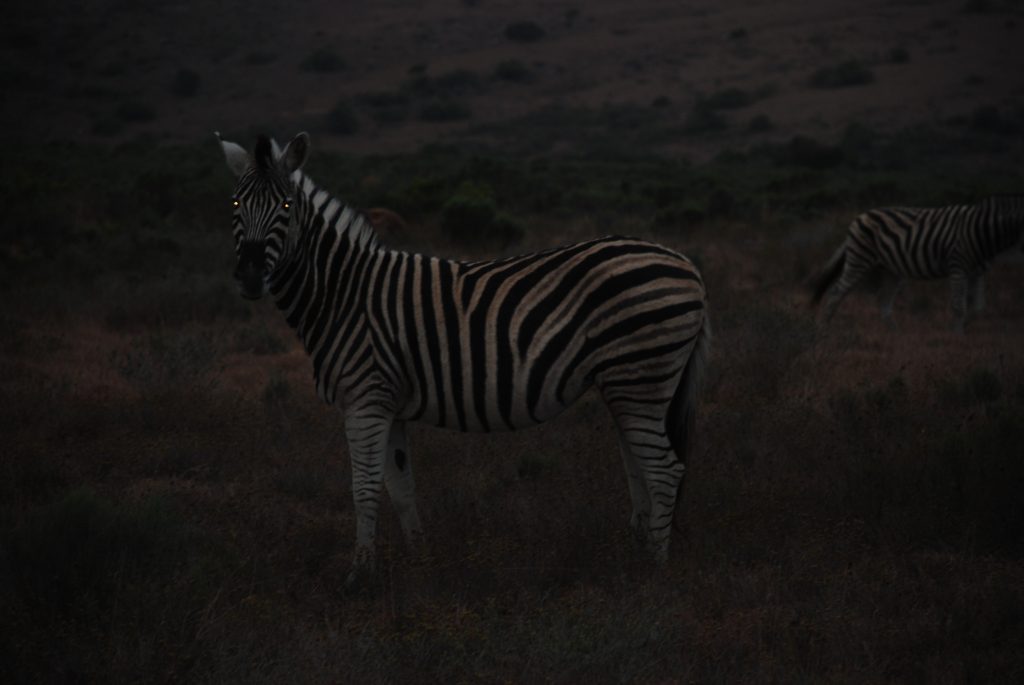 zebra-eye-shine-at-night | Kate on Conservation