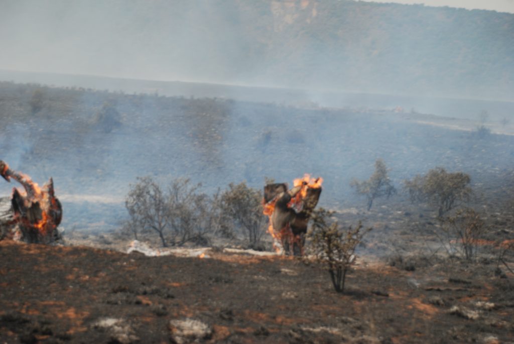 burning-bush-fires-south-africa | Kate on Conservation