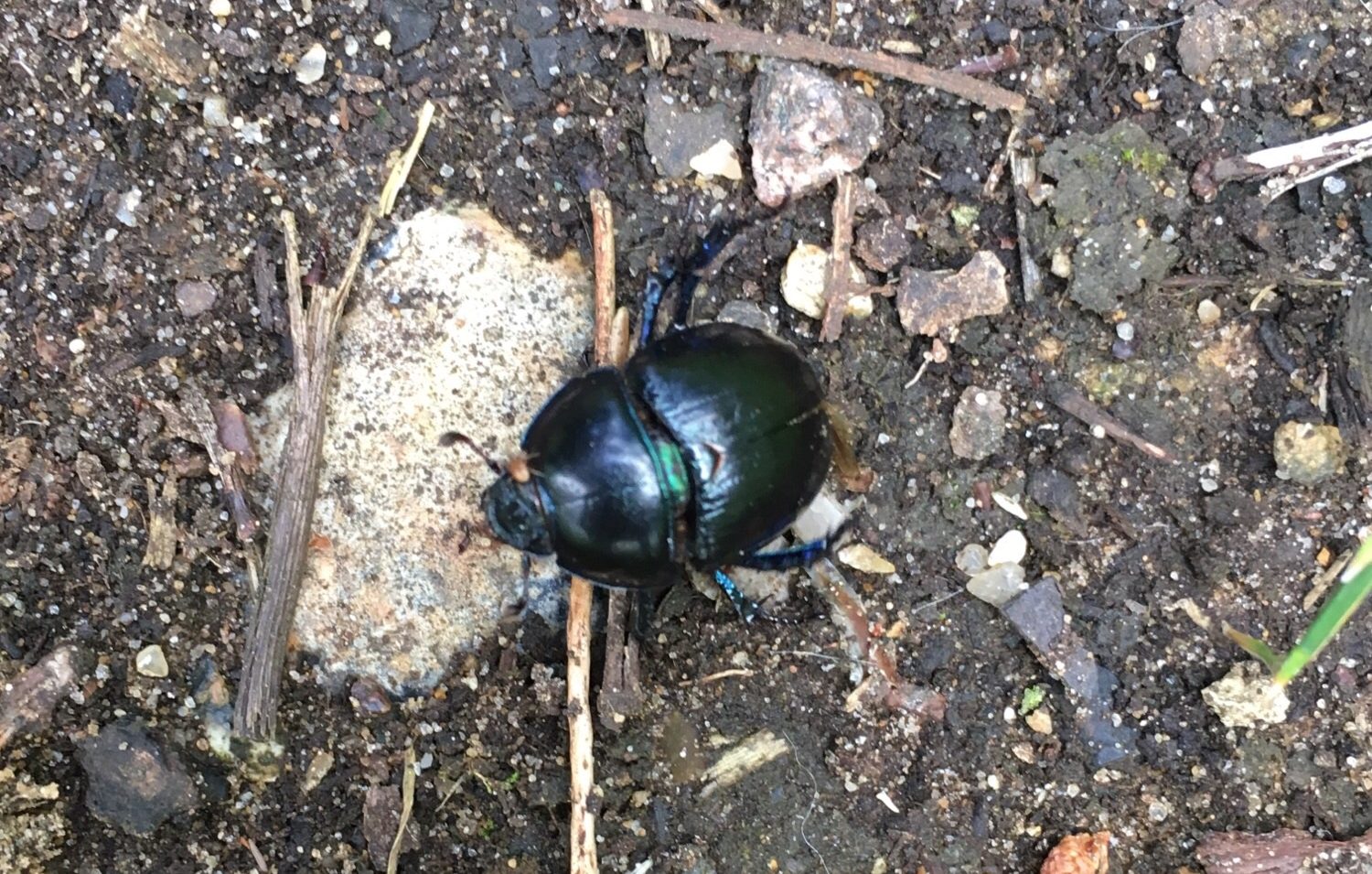Dor Beetle Kate On Conservation