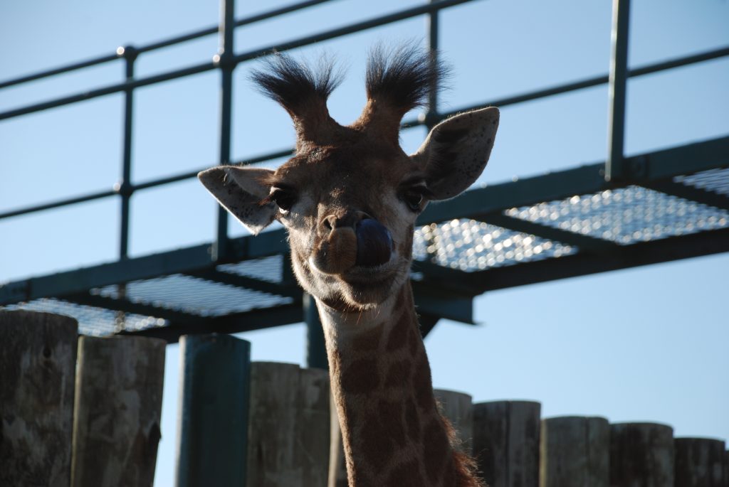 Melvin-the-giraffe | Kate on Conservation