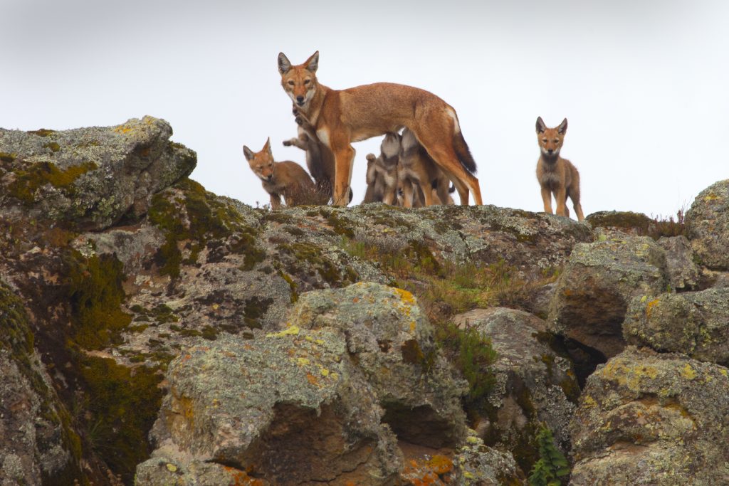 World's rarest wolves: ghosts of the mountains | Kate on Conservation