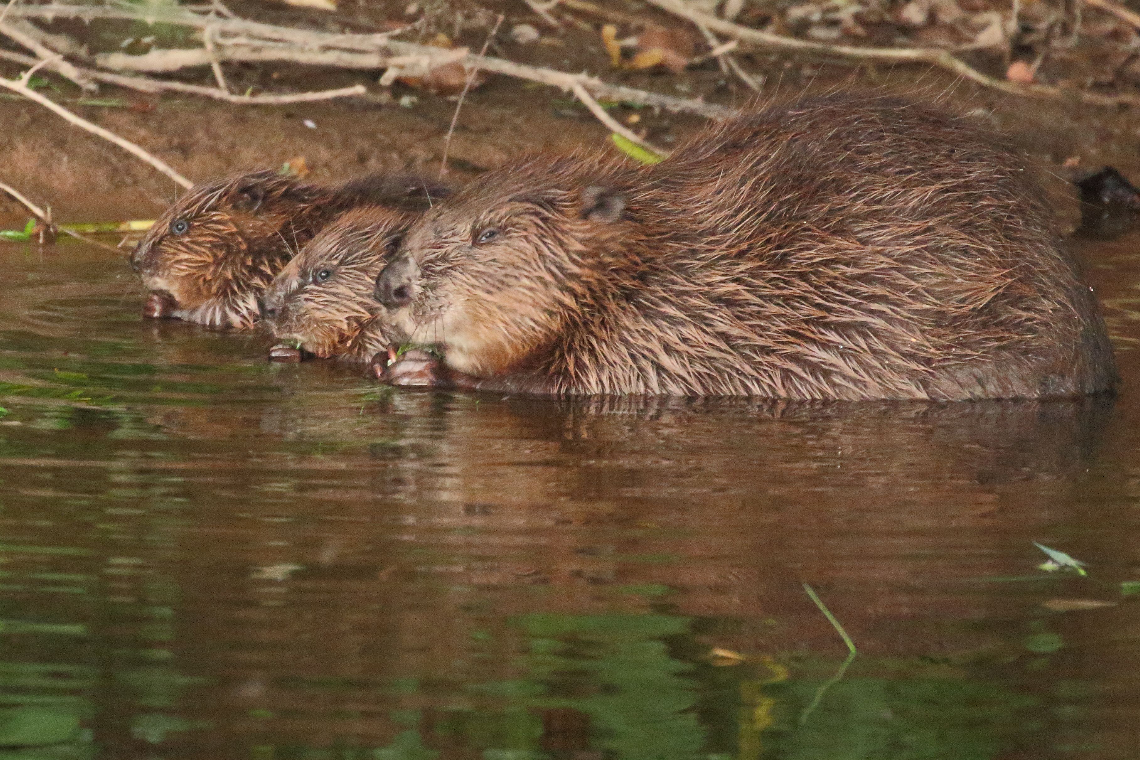GOOD NEWS! Beavers can stay in their Devon home | Kate on Conservation