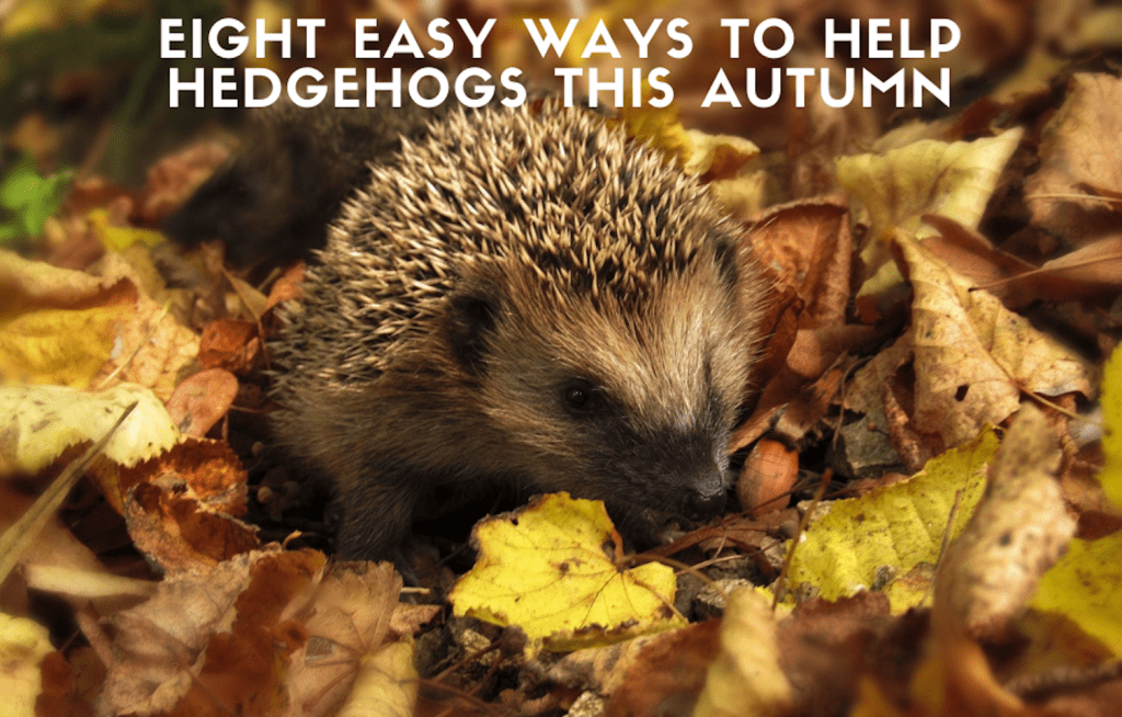 8 easy ways you can help hedgehogs this autumn | Kate on Conservation