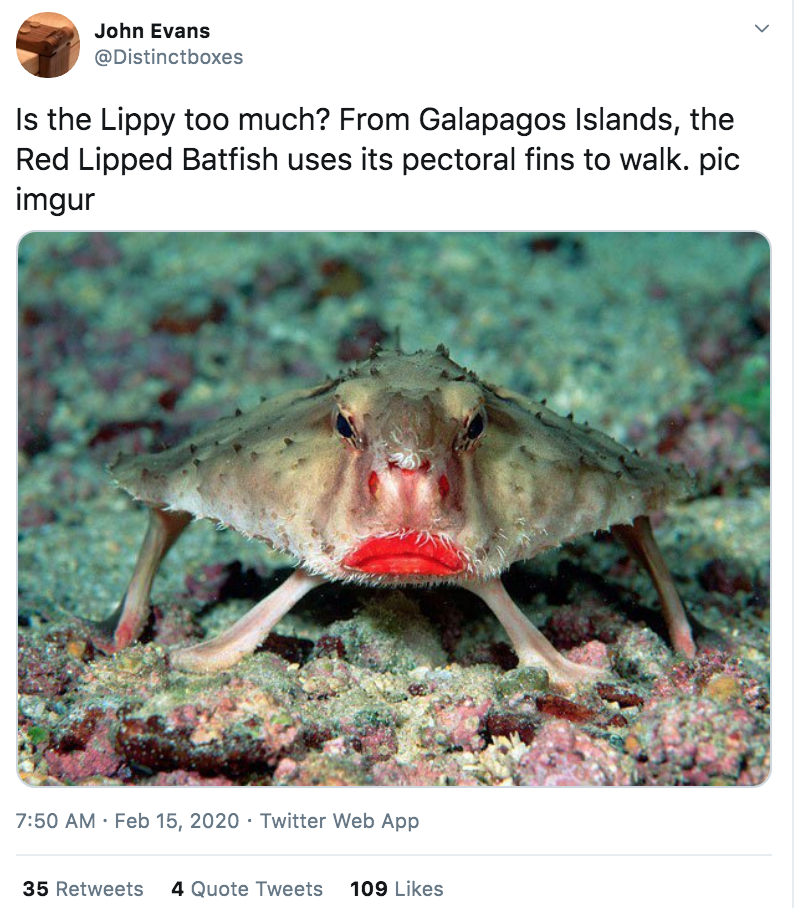 red-lipped-bat-fish-stange-animals | Kate on Conservation