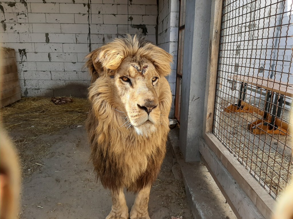 Facebook group rallies to free forgotten lions in Ukraine | Kate on ...